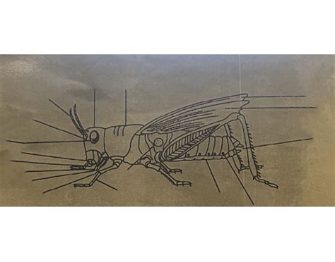 External Structure Of Grasshopper Quiz