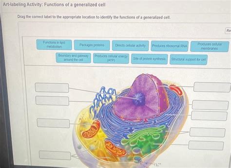Solved Rt Labeling Activity Functions Of A Generalized Cell