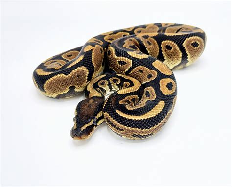 Mahogany Het Piebald Ball Python By The Vivarium Morphmarket