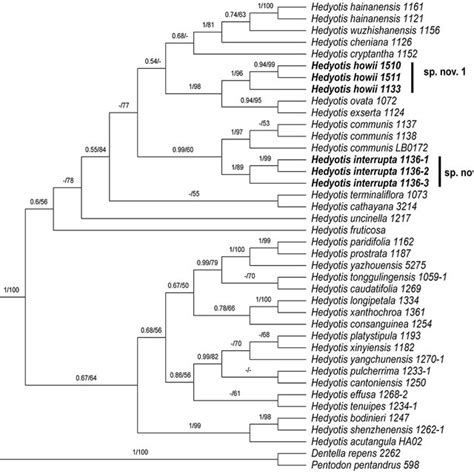 Maximum Likelihood ML Tree Based On Sequence Data From ITS PetD