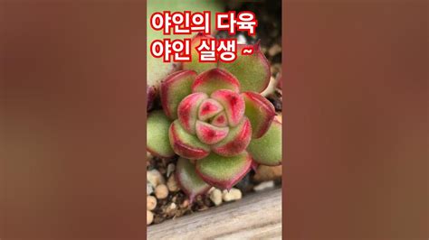 행복 가득한 저녁시간 되세요 ~ 박서진 파종이 실생 다육 다유기 다육이 다육식물 반려식물 다육판매 다육이판매 다육이키우기 다육인스타그램 매혹이 청주