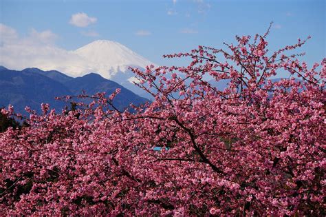 Kawazu Cherry Blossom Festival 2025 Dates Berna Trudey