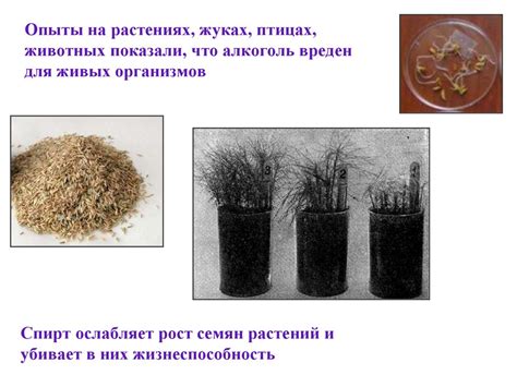 Влияние алкоголя на организм человека презентация онлайн