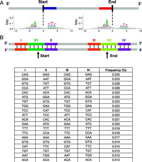 Identification Of Junctional Nucleotide Motif Patterns A Download Scientific Diagram