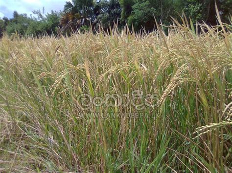 ජ වි පෙ ප්‍රා මන්ත්‍රීගේ කාබනික වගාව සරුවී Lankadeepa Online