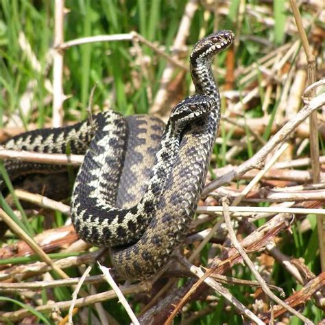 Jonathan Cranfield On Linkedin Adder Ecology Survey And Mitigation Workshop