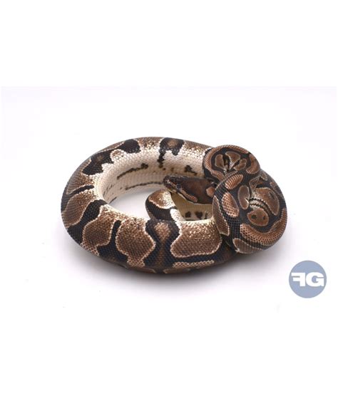 Python Regius Axanthic Tsk 100 Het Piebald 50 Poss Het Desert Ghost Femelle Fg Reptiles