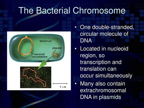 Biotechnology Pre Ap Biology Ppt Download