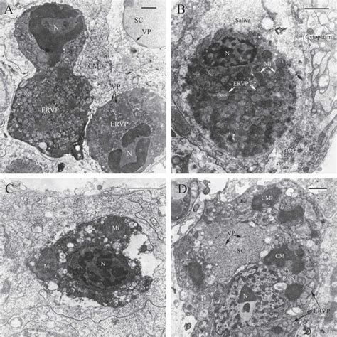A Large Paracrystalline Array Pca Of West Nile Virus Wnv Particles Download Scientific