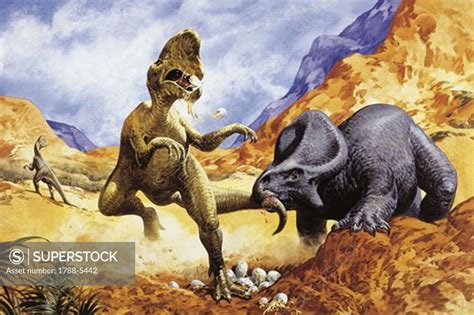 Illustration Representing Oviraptor And Protoceratops Fighting Superstock