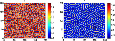 Spatial Patterns Of Prey U And Predator V With System 4 1 At T 250 Download Scientific
