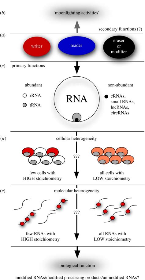 Understanding Rna Modifications The Promises And Technological Bottlenecks Of The