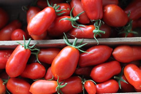 Where Your Treasure Is: San Marzano Tomato Sauce: From Garden to Table
