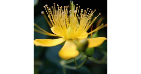 Hypericum Polyphyllum Grandiflorum