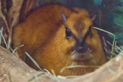 Chevrotain On Tumblr