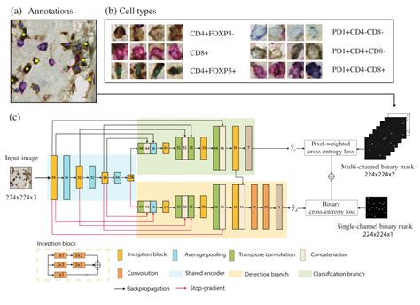 Framework Of The Proposed Pipeline Download Scientific Diagram