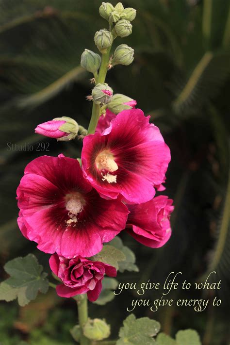 Beautiful Flower Photography With Inspirational Quotes