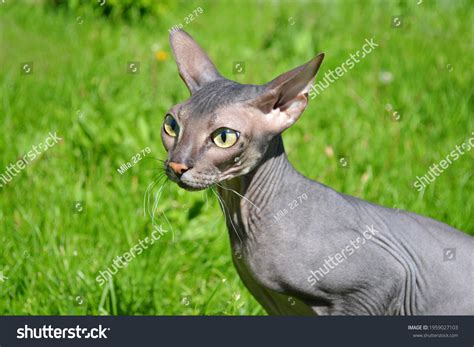 Naked Sphinx Huge Green Eyes Looks Stock Photo Shutterstock