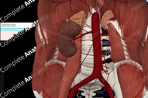 Testicular Artery Complete Anatomy