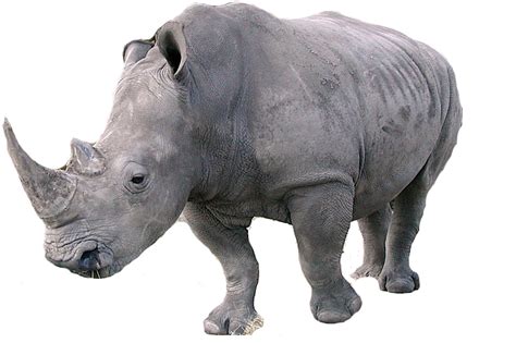 Rhino PNG