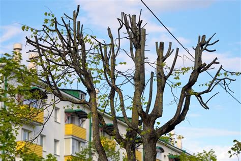 Trees You Can Grow Under Power Lines MyGardenLife