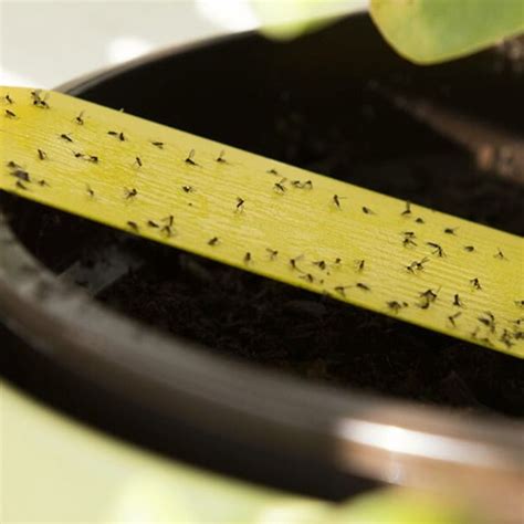 3 Common Indoor Plant Pests To Know Plant Pests Indoor Plants Plants