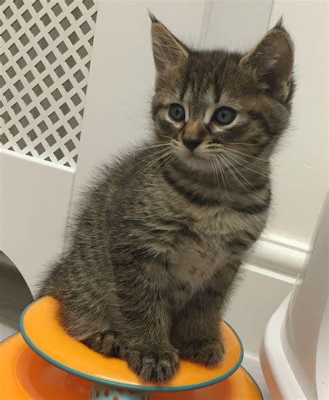 Pin On Pixie Bob Kittens Pixie Bob Kittens Pretty Cats Cute Cats