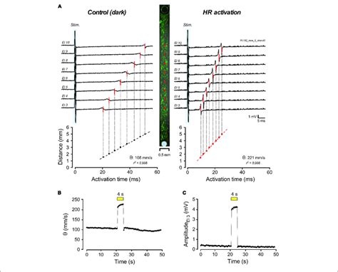 Multielectrode Array Based Assessment Of Conduction In Heterologous Download Scientific