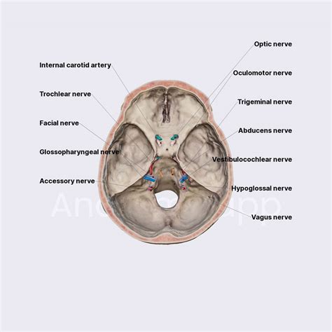 Cranial Nerve Exits Anatomyapp