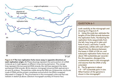 Origins Of Replication Direction Of Fork Movement Replication Forks