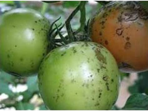 Бактериални болести по доматите Зеленчуци Български Фермер
