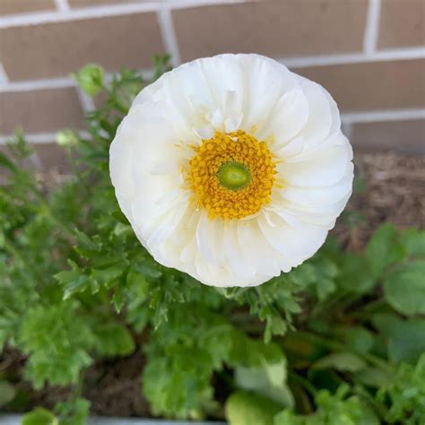 Rathmines Gardening Group Facebook