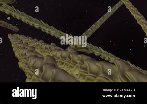Actin Structure Stock Videos And Footage Hd And 4k Video Clips Alamy