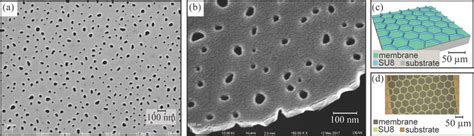 Nanoporous Nitride Oxide Membrane A Sem Of Nanoporous Silicon Download Scientific Diagram