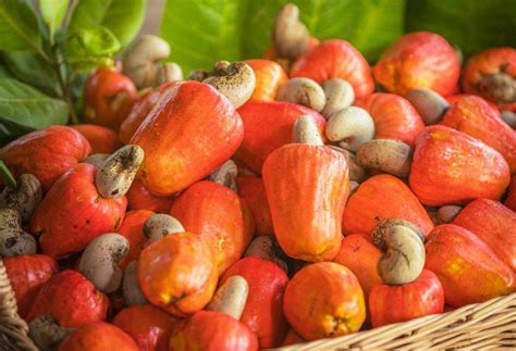 ប្រធានមន្ទីរកសិកម្មខេត្តកំពង់ធំ ៖ ដំណាំស្វាយចន្ទីនៅក្នុងខេត្ត ជាដំណាំមានសក្តានុពលមួយ