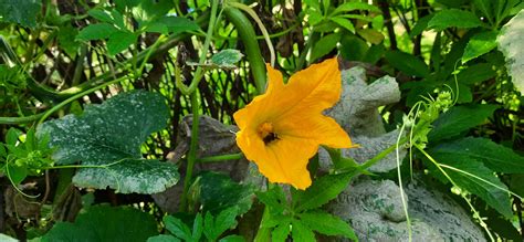 Embedding Sustainable Pollination Management Into Nepalese Agriculture