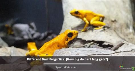 Different Dart Frogs Size How Big Do Dart Frogs Get Different Dart Frogs Size How Big Do Dart Frogs Get