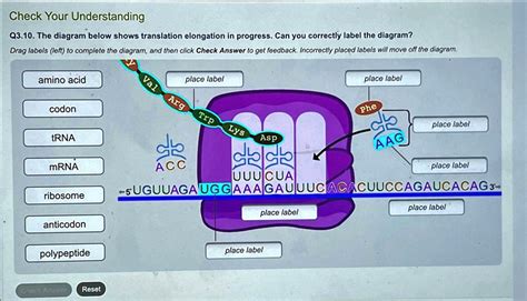 Solved Check Your Understanding Q3 10 The Diagram Below Shows