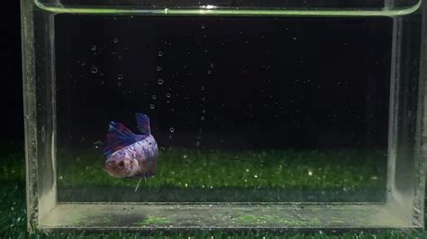 베타의 민족베타 분양정보 교류 Band