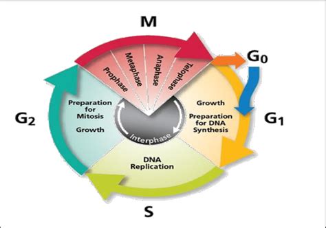 Schematic Of The Cell Division Cycle Cell Cycle Consists Of Four Download Scientific Diagram