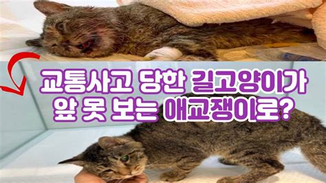 🎁[장군이 이야기 1~5부 몰아보기] 교통사고로 두개골이 조각난 길고양이 장군이가 잘 먹고 더듬더듬 걸어다니는 애교쟁이로 거듭났다고요 🎁 Youtube