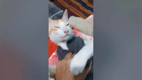 কাট্টুস কে আমি ঘেন্না করি। Youtube