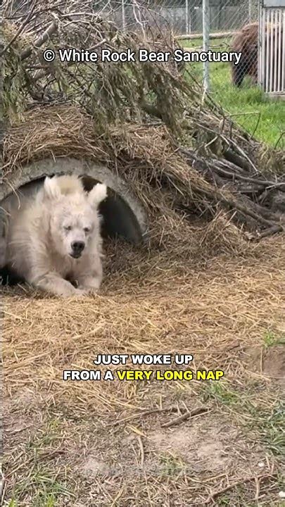 Why Do Bears Hibernate Youtube