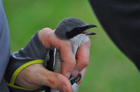 Tiny Fierce And Disappearing Breeding Program Aims To Help The Loggerhead Shrike Smithsonian