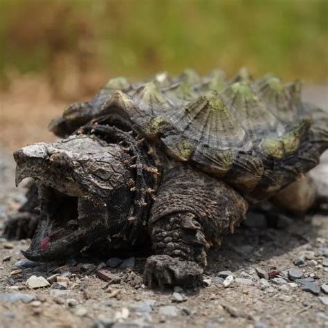Common Snapping Turtle Vs Alligator Snapping Turtle All Turtles