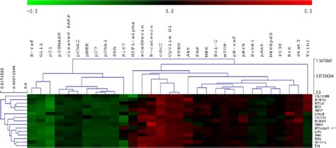 unsupervised hierarchical clustering of rppa protein expression data