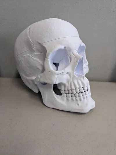 Anatomically Correct Human Skull By 3demon By 3demon Makerworld Download Free 3d Models