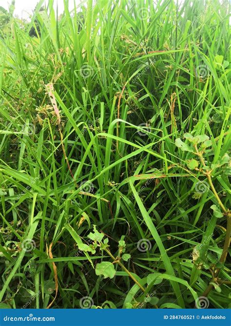 Green Grass Abundance Beauty Of Nature Stock Image Image Of Beauty