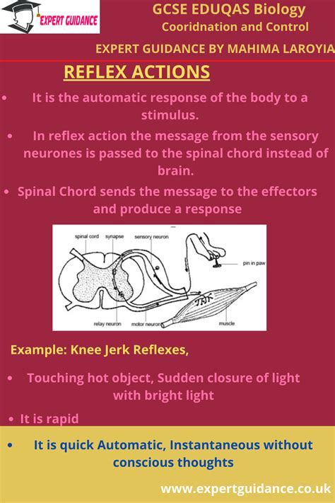 Gcse Ocr Biology Coordination And Control The Nervous System Complete Revision Summary Notes