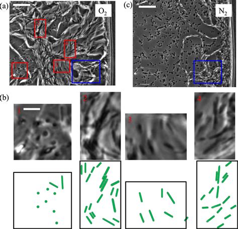 Collective Motion Of Bacteria When The Bacterial Concentration Is
